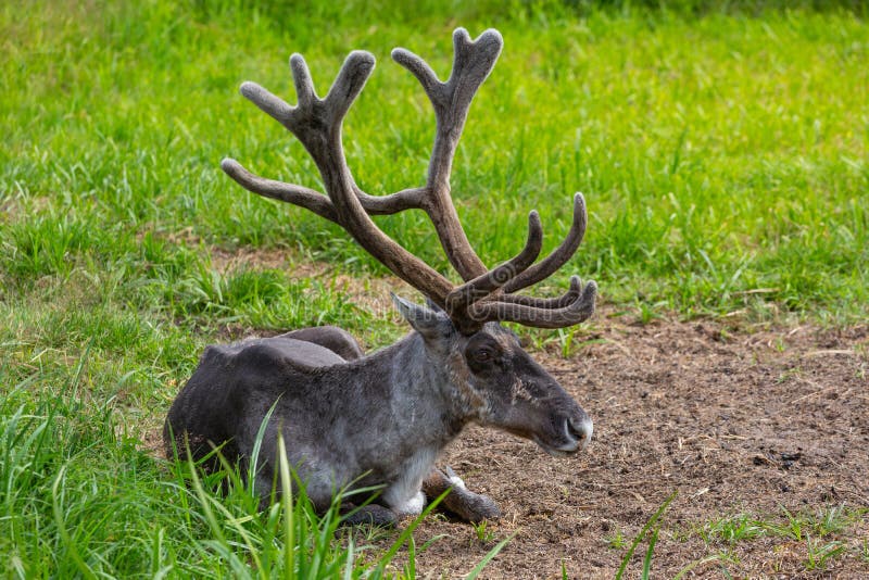 Young Male Reindeer Lies on Grass Stock Image - Image of cute, nature ...