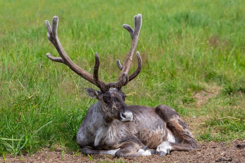 Young Male Reindeer Lies on Grass Stock Image - Image of male ...