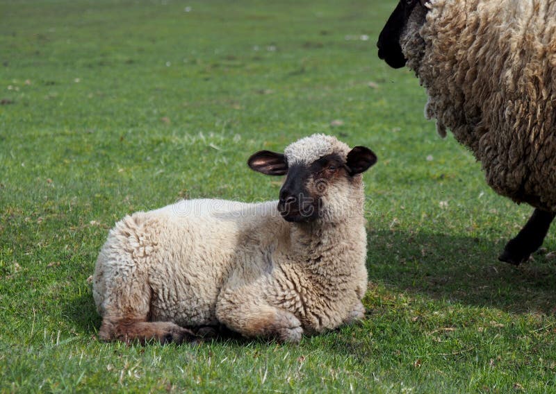 A young suffolk sheep stock image. Image of farming, meadow - 40326789