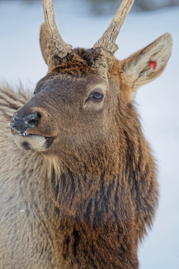 Male Elk or Wapiti Calling in Jasper National Park.Alberta.Canada Stock ...