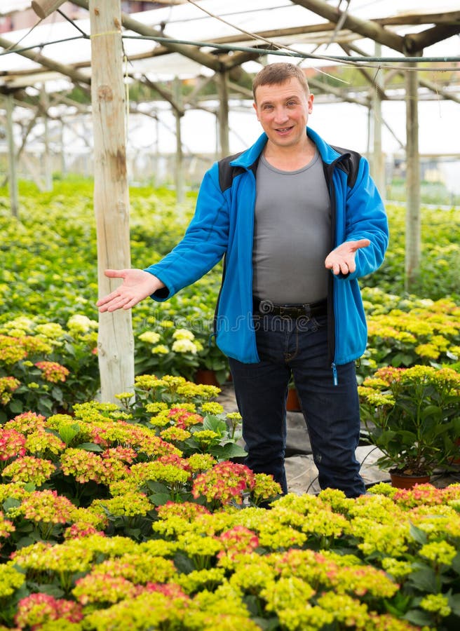 Gardener Working with Hydrangea Plants Stock Photo - Image of career ...