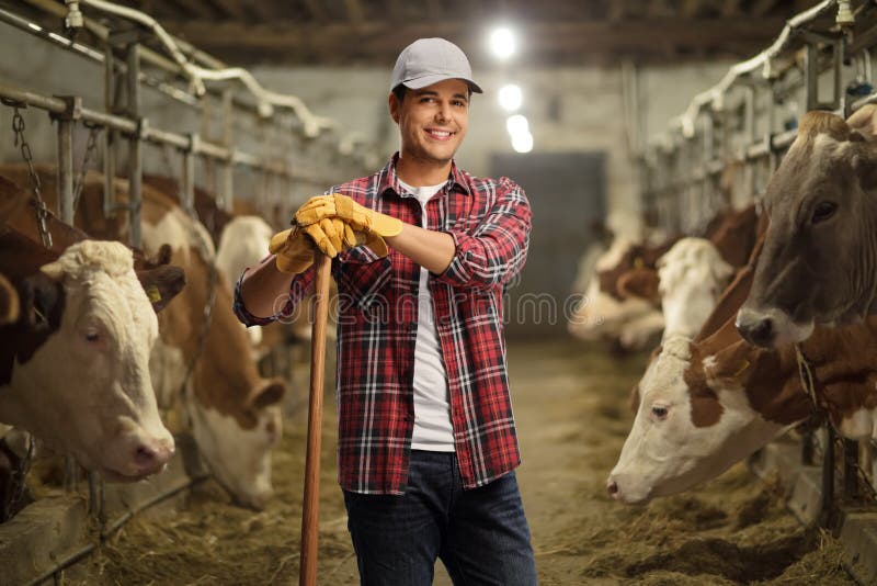 Young Male Worker Posing on a Cow Dairy Farm Stock Image - Image of ...