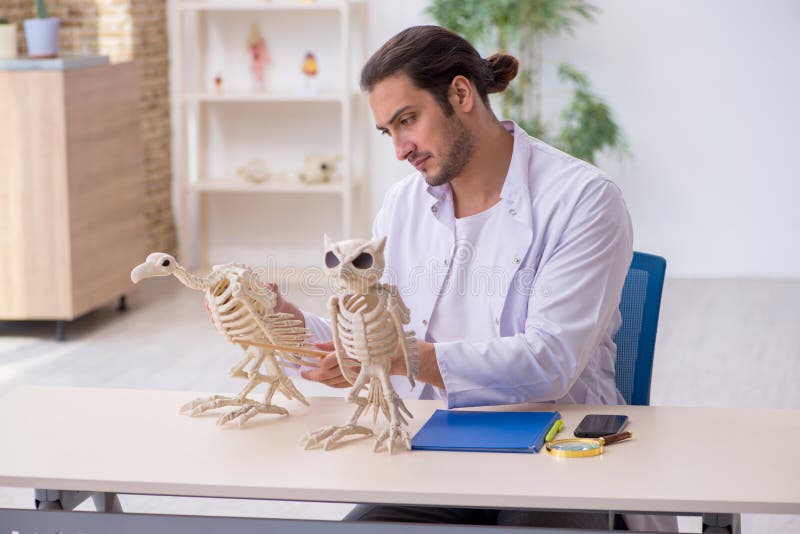Young Male Zoologist Demonstrating Skeletons of Eagle and Owl Stock ...