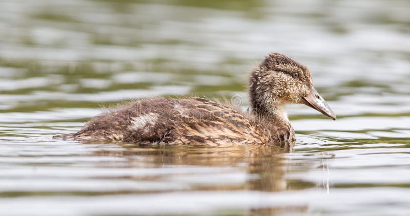 Young Mallard Duck, Juvenile Stock Image - Image of blue, bird: 76166243