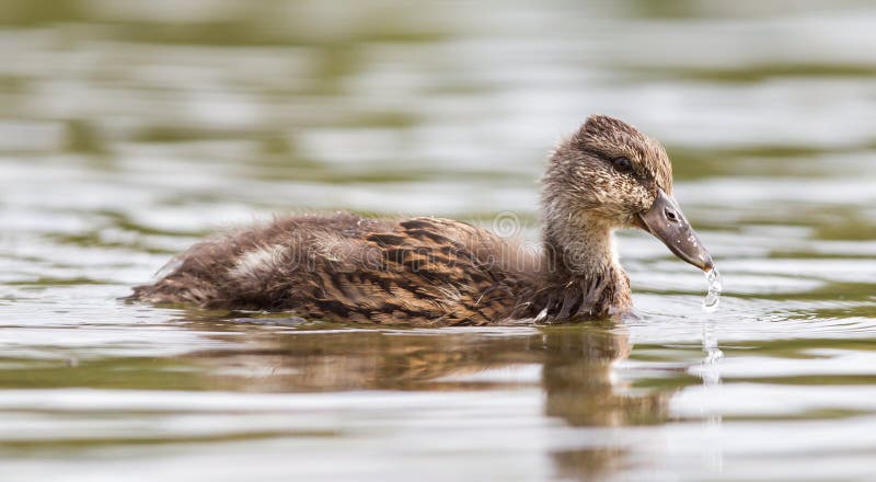Young Mallard Duck, Juvenile Stock Photo - Image of pool, reflection ...