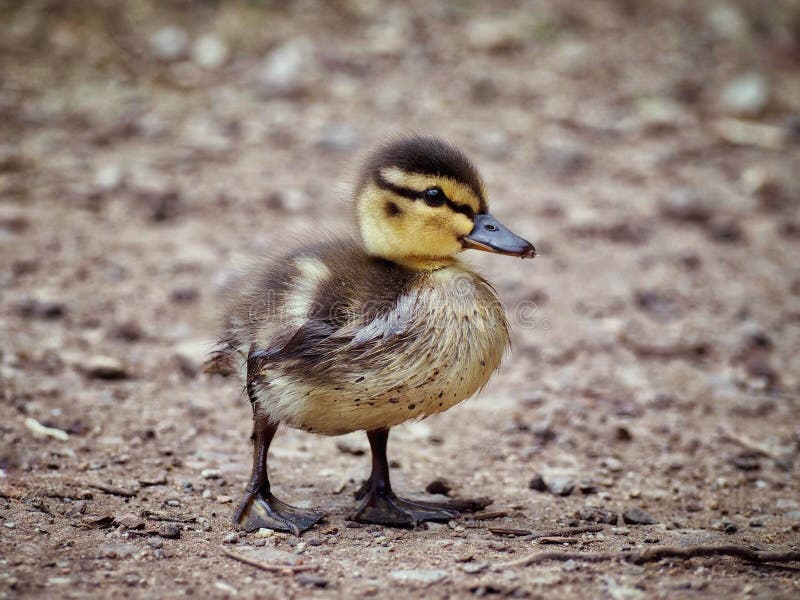 Young Mallard Ducklings Standing in Grass Stock Photo - Image of east ...