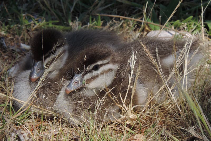 Young Mallard Ducklings Standing in Grass Stock Photo - Image of east ...