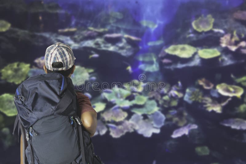 Young Man with Backpack Looking at Fish in a Tank at the Aquarium Stock ...