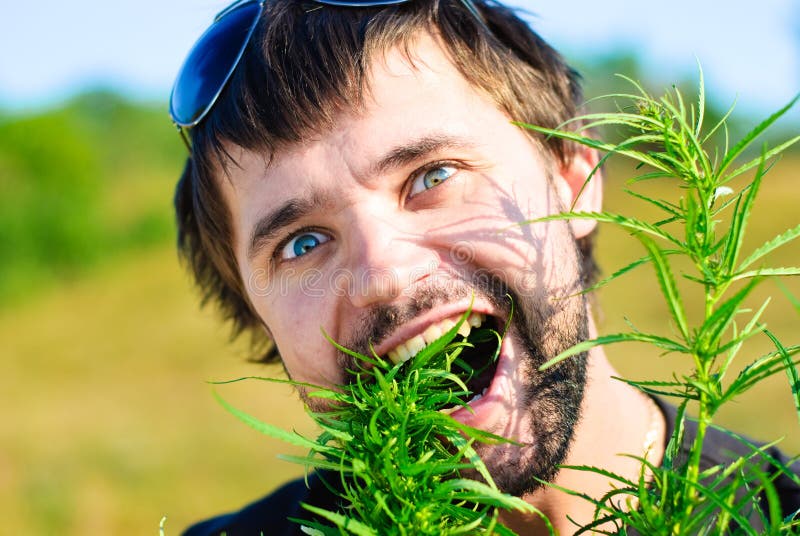 Young Man in the Bush of Cannabis Stock Image - Image of dealer, flora ...