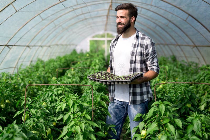 Young Man Doing Plant Work in Hothouse Stock Image - Image of work ...