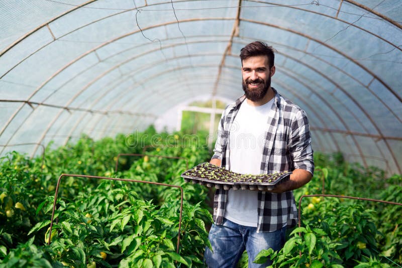 Young Man Doing Plant Work in Hothouse Stock Photo - Image of vegetable ...