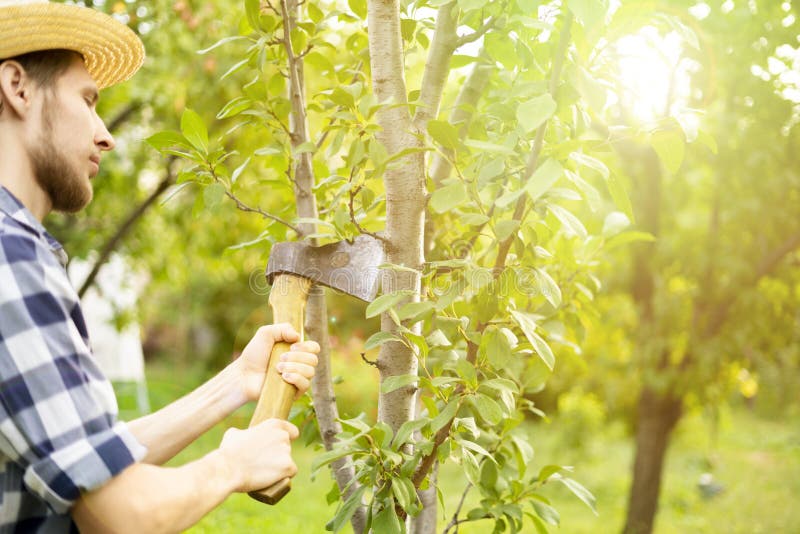 Young Man in the Farm Garden Working with Axe and Cutting the Fruit ...