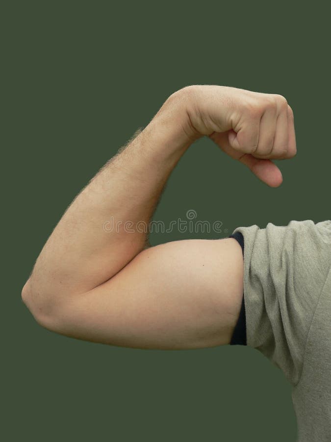 Male flexed arm stock image. Image of caucasian, fist - 1906351