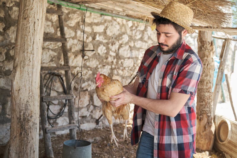 Young Man Holding a Chicken in a Hen House. Stock Photo - Image of beak ...