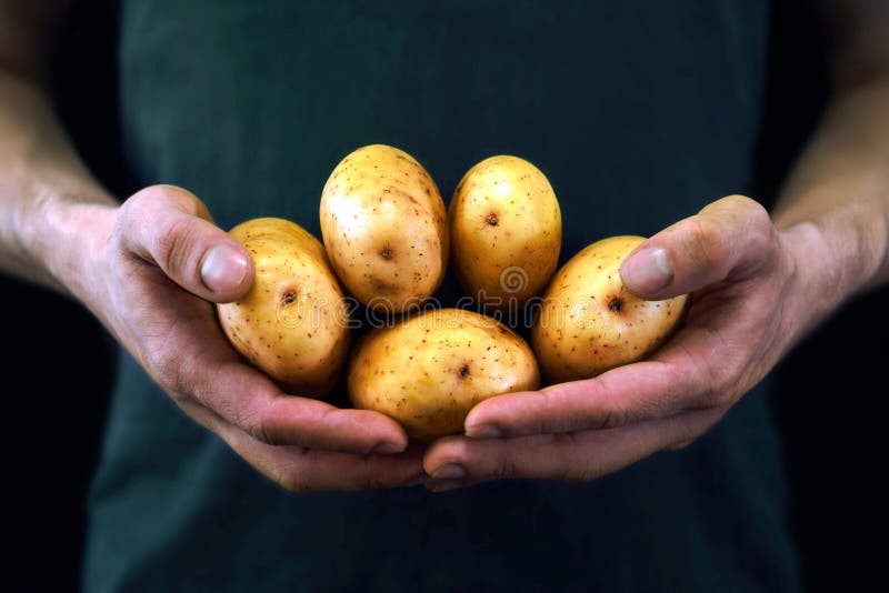 Young Man Holding Yellow Potatoes Stock Photo - Image of healthy ...
