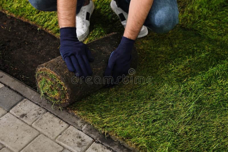 Young Man Laying Grass Sod on Ground in Garden, Closeup Stock Image ...