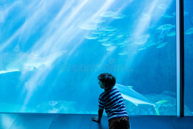 Young Man Looking at Fish in a Giant Tank Stock Image - Image of ...
