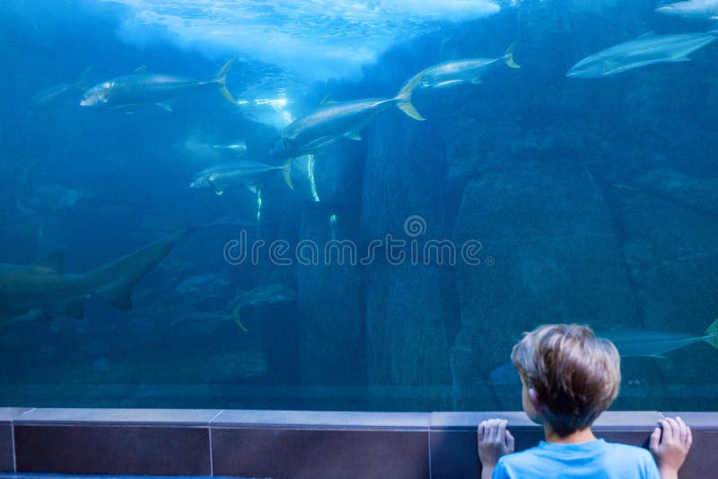Young Man Looking at Fish Swimming Stock Image - Image of underwater ...