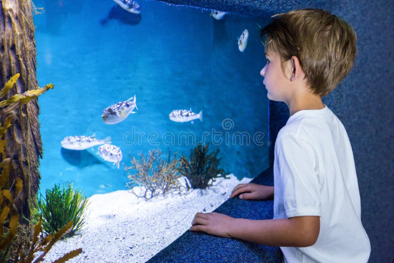 Young Man Looking at Fish in Tank Stock Photo - Image of thoughtful ...