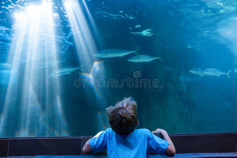 Young Man Looking at Fish in a Tank Stock Image - Image of serious ...