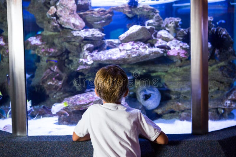 Young Man Looking at a Fish in a Tank Stock Image - Image of storage ...