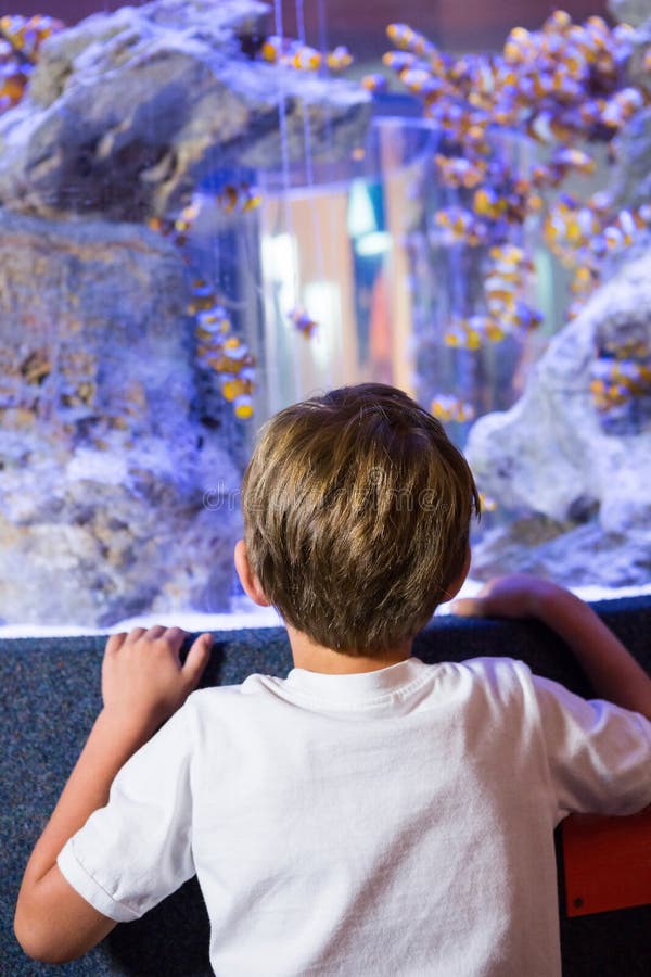 Young Man Looking at a Fish in a Tank Stock Image - Image of caucasian ...
