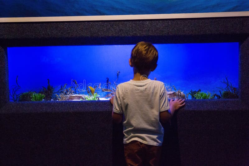 Young Man Looking at Fish Tank Stock Image - Image of fishtank ...