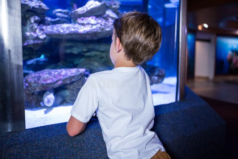 Young Man Looking at Fish in a Tank Stock Photo - Image of animal ...
