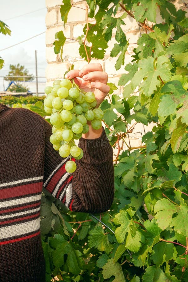 A Young Man Loves To Pick Grapes Stock Image - Image of agriculture ...