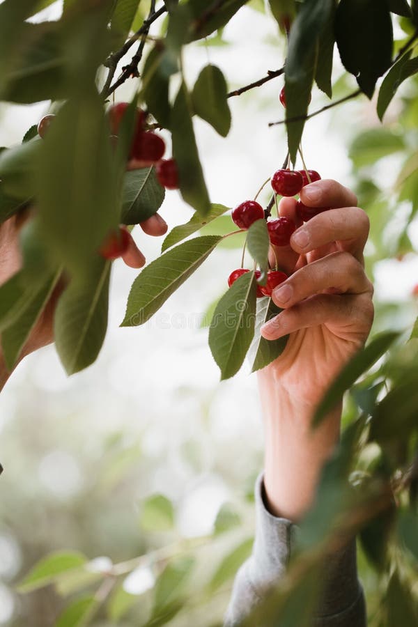 Young Man Picking Cherry Berries from Tree Stock Image - Image of real ...
