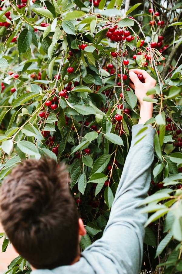 Young Man Picking Cherry Berries from Tree Stock Image - Image of ...