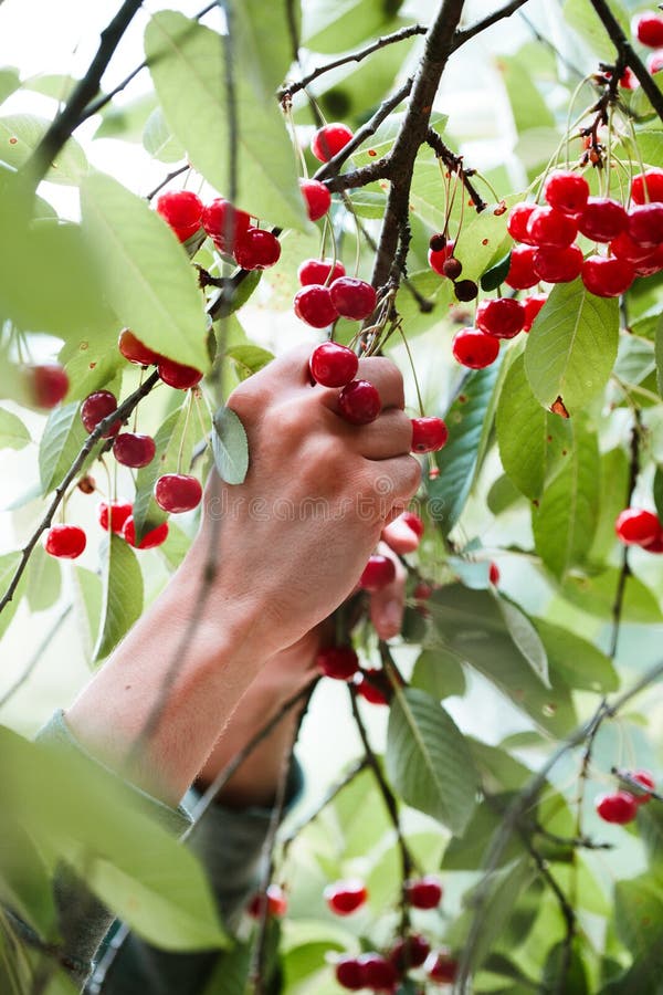 Young Man Picking Cherry Berries from Tree Stock Photo - Image of farm ...
