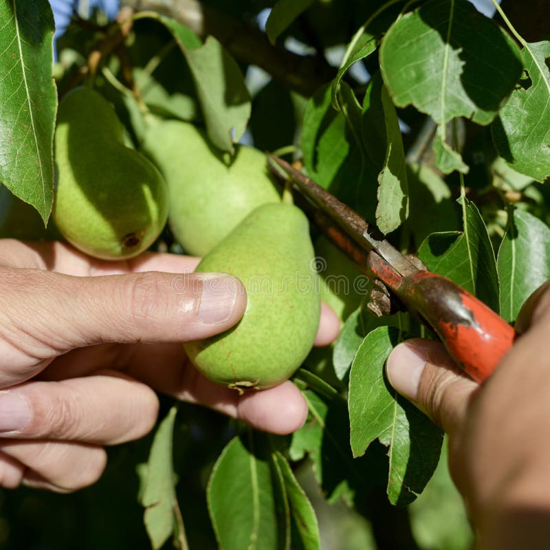Young Man Picking a Pear from the Tree Stock Photo - Image of nature ...
