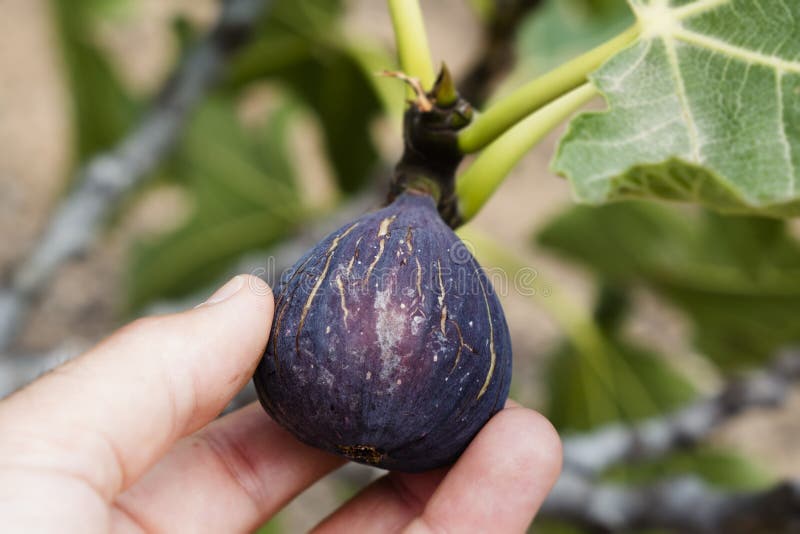 Young Man Picking a Ripe Fig from the Tree Stock Photo - Image of ...