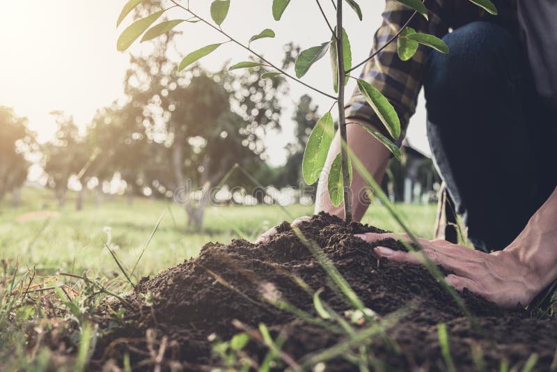 Young Man Planting the Tree while Watering a Tree Working in the Stock ...