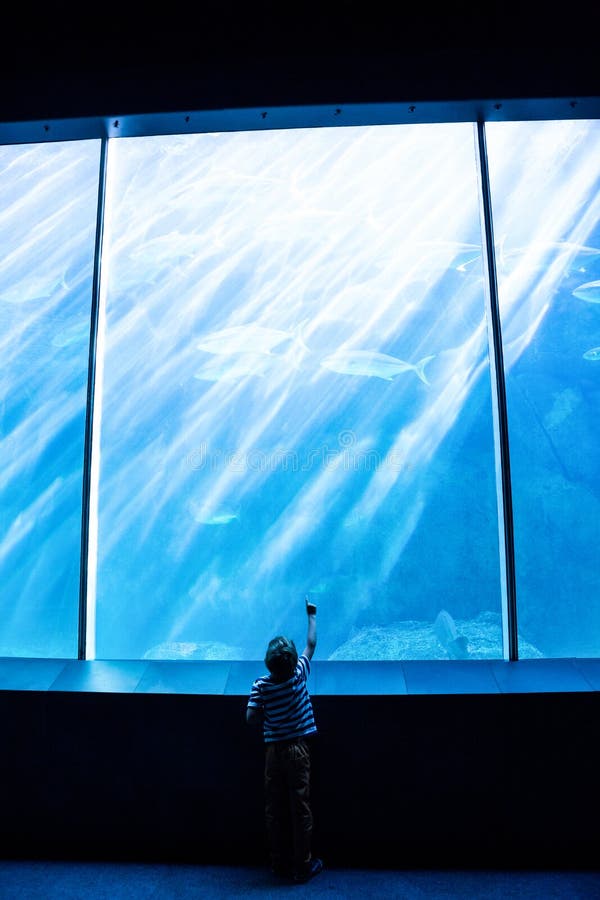 Young Man Pointing a Fish in a Giant Aquarium Stock Image - Image of ...