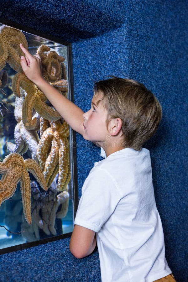 Young Man Pointing Fish in a Tank with His Finger Stock Photo - Image ...