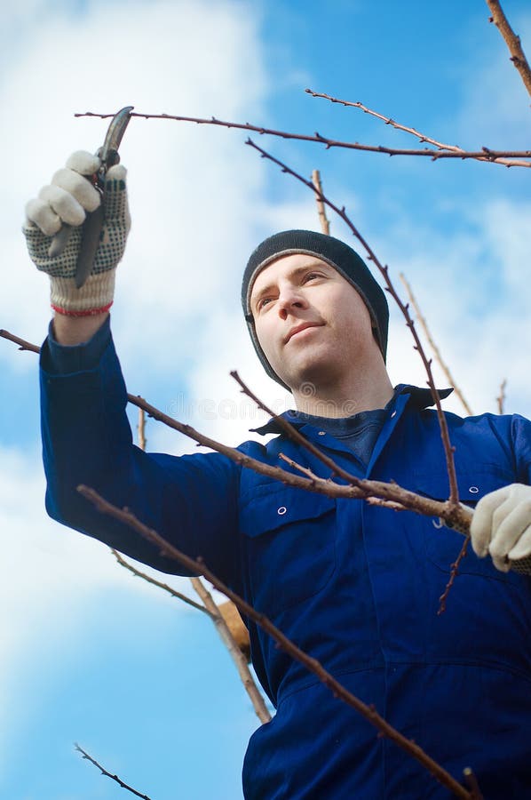Young Man Pruning Apricot Brunches Stock Photo - Image of glove ...
