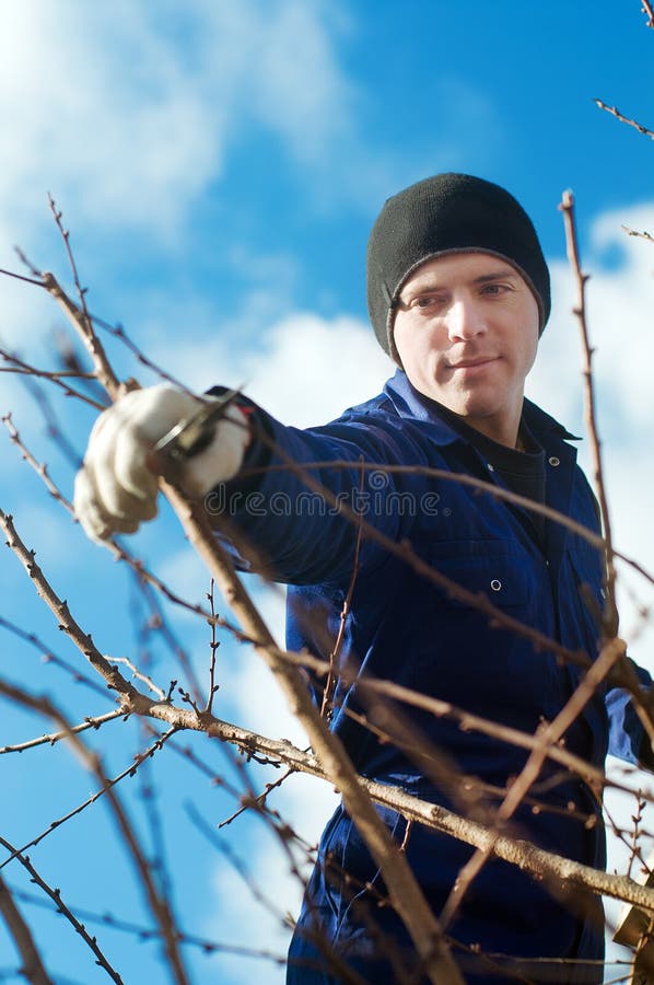 Young Man Pruning Apricot Branches Stock Image - Image of plant, prune ...