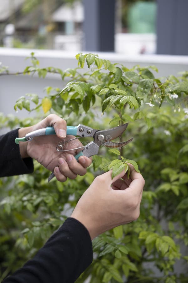 Man Pruning Trees with Pruning Shears at Home. Stock Image - Image of ...