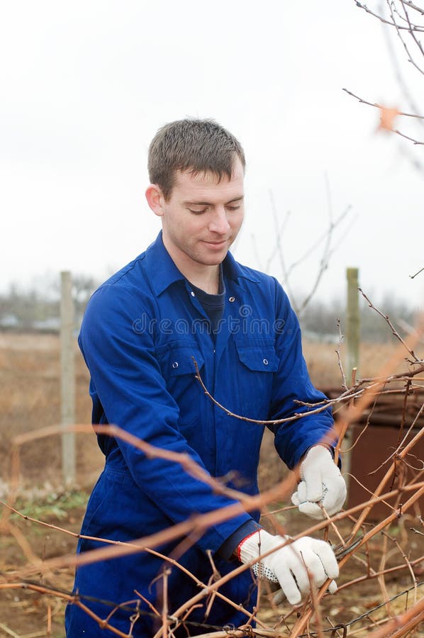 Young Man Pruning Vine Branch Stock Photo - Image of outside, prune ...