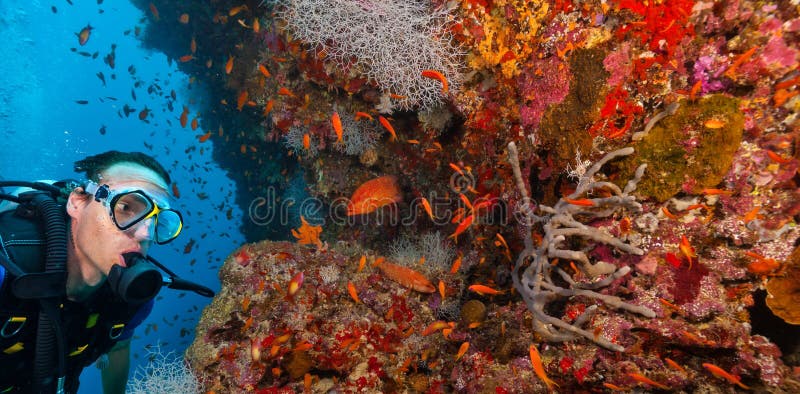 Young Man Scuba Diver Exploring Coral Reef Stock Photo - Image of ocean ...