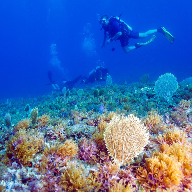 Young Man Scuba Diver stock photo. Image of closeup, bottom - 59098866