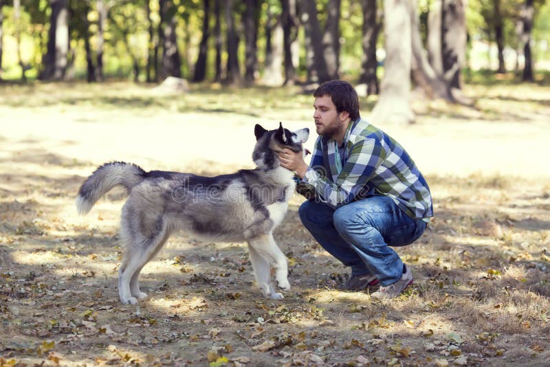Young Man and the Siberian Husk Stock Image - Image of boss, lovely ...
