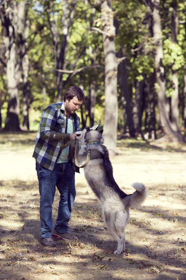 Man and the Siberian Husk stock photo. Image of husk - 60105086