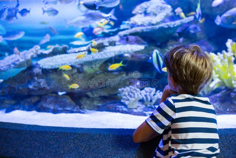 Young Man Sitting in Front of a Fish-tank Stock Photo - Image of ...