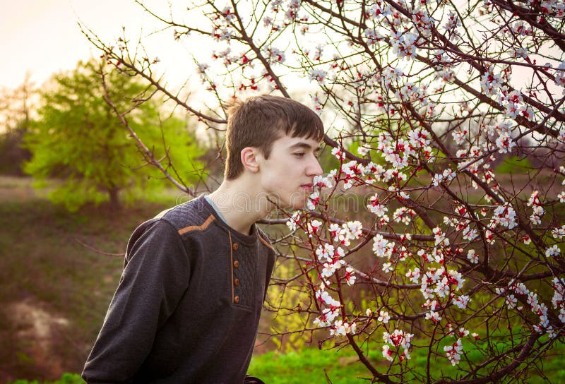 Young Man Smelling Apricot Flowers Stock Photo - Image of young, garden ...