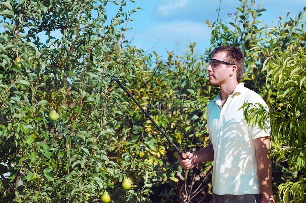 Young Man Spraying Pear Trees Stock Image - Image of botanical ...