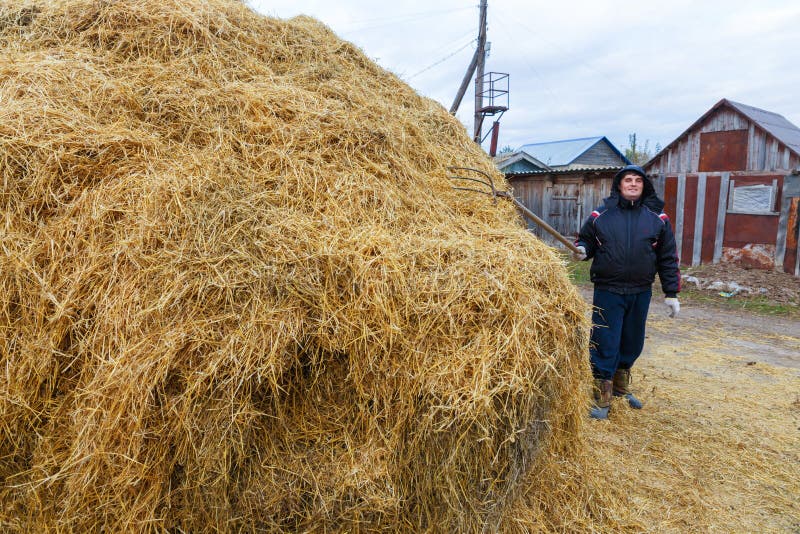 A Young Man Stacks a Haystack. Stock Photo - Image of good, haystack ...