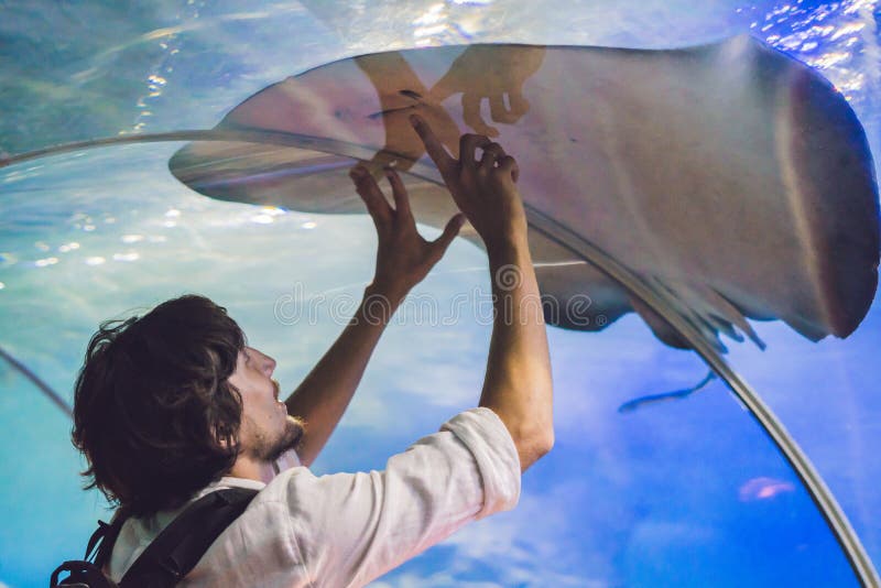 Young Man Touches a Stingray Fish in an Oceanarium Tunnel Stock Photo ...
